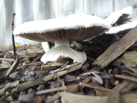 Agaricus, Agaricus californicus