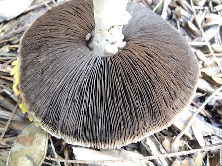 Agaricus, Agaricus californicus