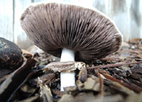 Fungi of Orange County, California