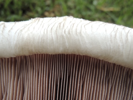 Agaricus, Agaricus californicus