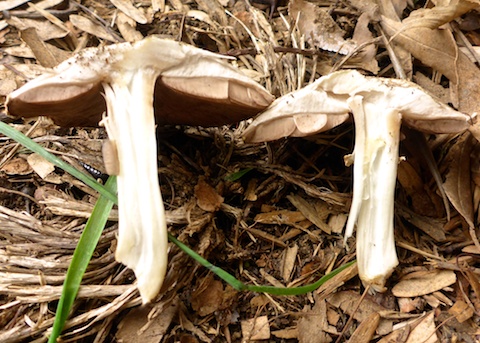 Agaricus, Agaricus californicus