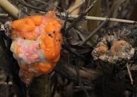 Fungi of Orange County, California