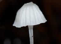 Fungi of Orange County, California