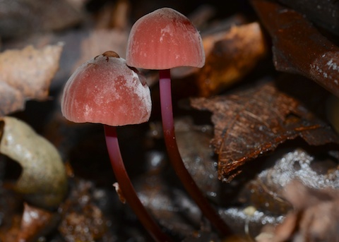 Pleated Marasmius, Marasmius plicatulus