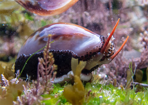 Chestnut Cowrie, Neobernaya spadicea