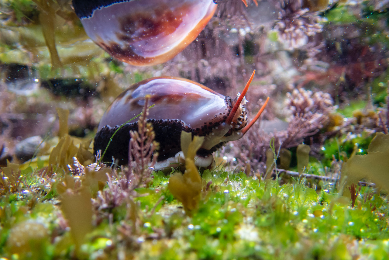 Chestnut Cowrie, Neobernaya spadicea