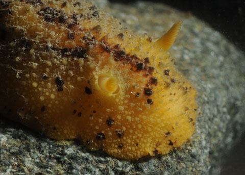 Monterey sea-lemon (False sea lemon, Monterey dorid), Doris montereyensis