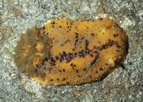 Monterey sea-lemon (False sea lemon, Monterey dorid), Doris montereyensis