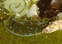 Molluscs of Orange County, California