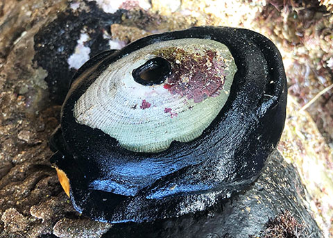 Giant Keyhole Limpet, Megathura crenulata