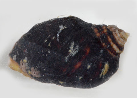 Emarginate Dog Winkle; Short-spired Purple; Rock-dwelling Thais ...