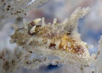 Molluscs of Orange County, California