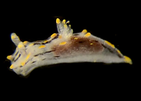 Sorcerer's Nudibranch, Polycera atra