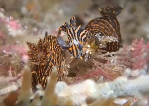 Sorcerer's Nudibranch, Polycera atra