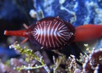 Molluscs of Orange County, California