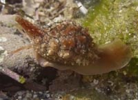 Molluscs of Orange County, California