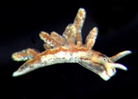 Molluscs of Orange County, California