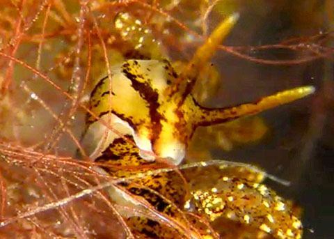 Brown-streak Stiliger, Stiliger fuscovittatus