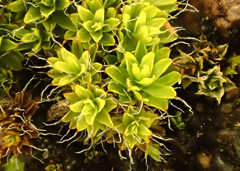 Great Hairy Screw-moss, Syntrichia ruralis