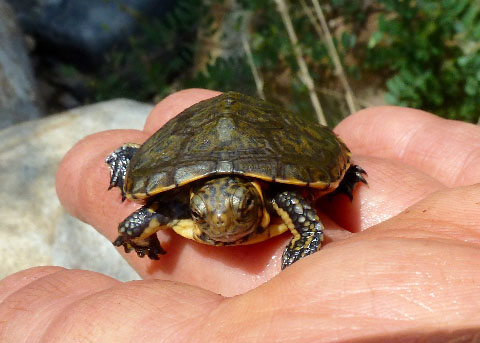 Western Pond Turtle, Actinemys marmorata