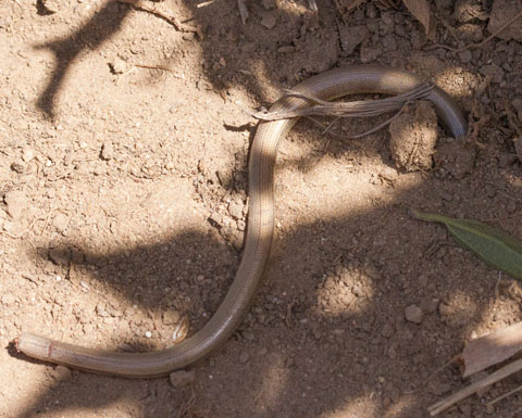 California Legless Lizard, Anniella stebbinsi