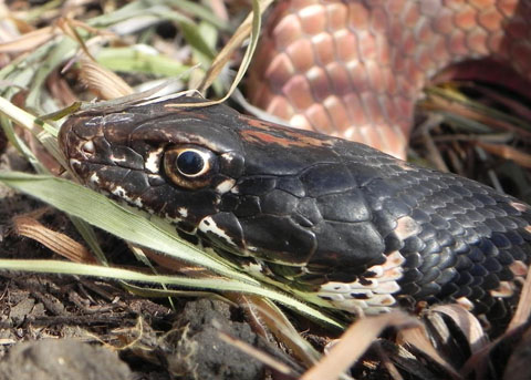 Red Racer, Coluber flagellum piceus