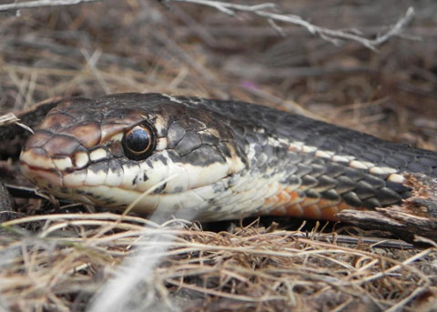 California Striped Racer, Masticophis lateralis lateralis