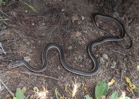 California Striped Racer, Masticophis lateralis lateralis