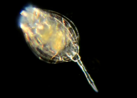 Rotifer, Euchlanis dilatata