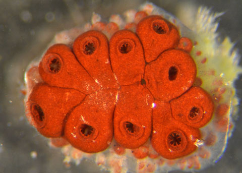 Colonial Tunicate, Botrylloides diegensis (orange form)