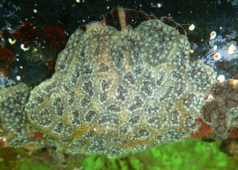 Golden Star Tunicate, Botryllus schlosseri