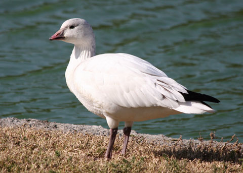 Ross' Goose, Chen rossi