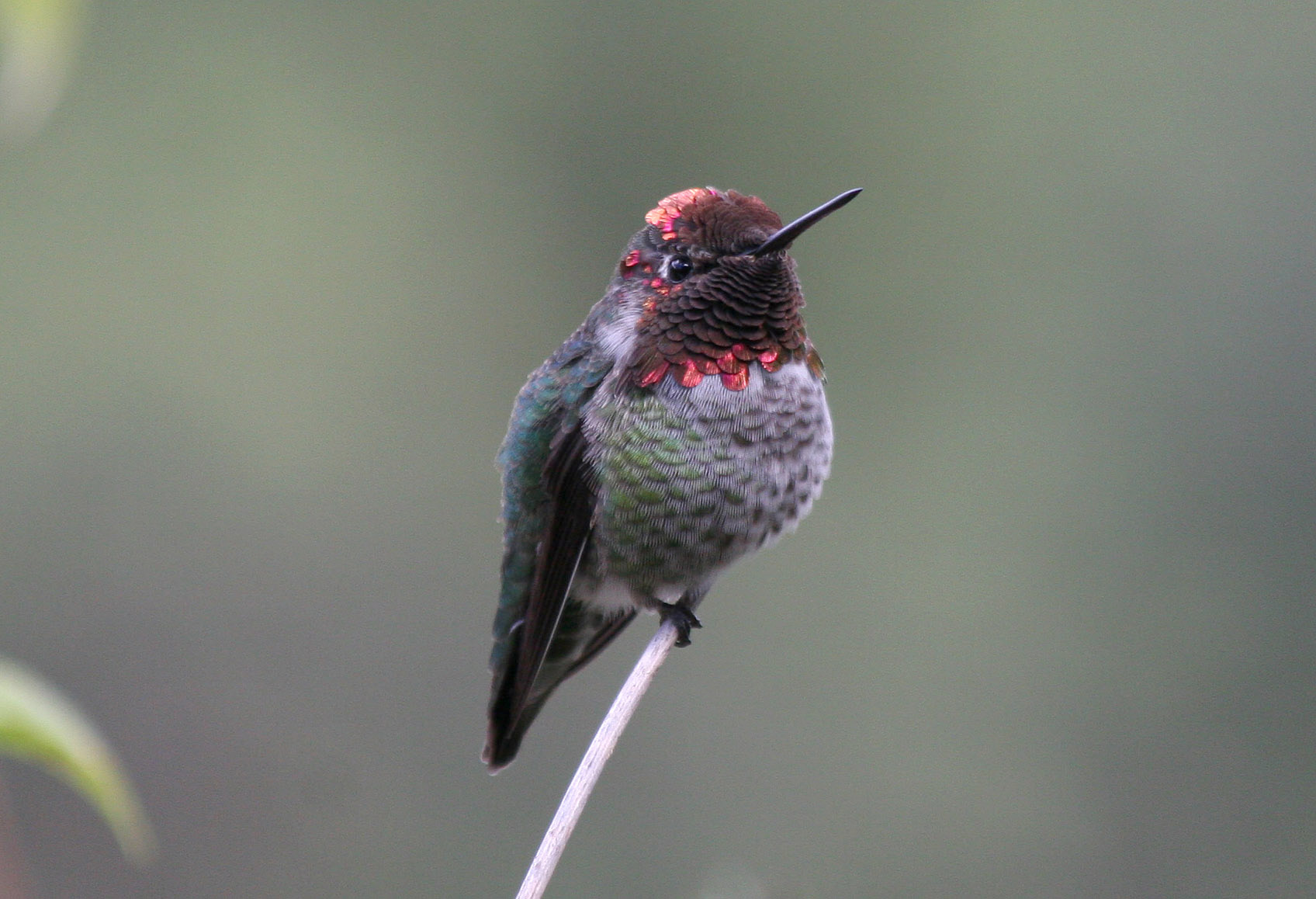 Anna's Hummingbird, Calypte anna