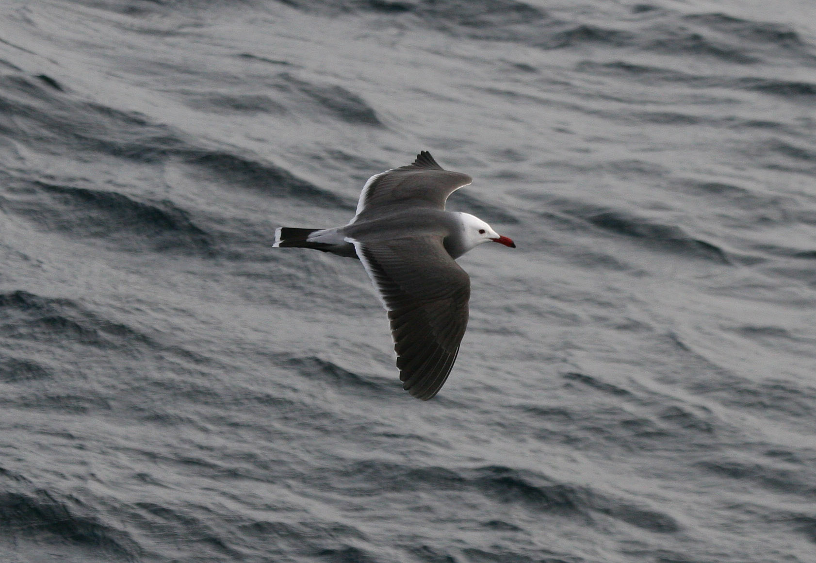 Heermann's Gull, Larus heermanni