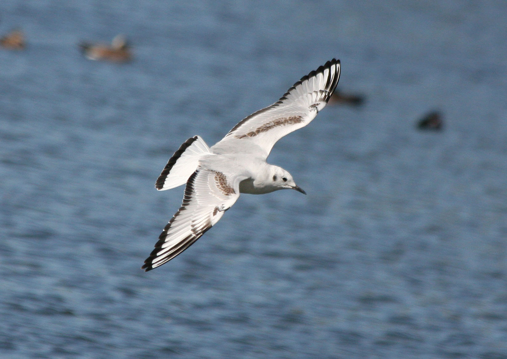 Bonaparte's Gull, Larus philadelphia