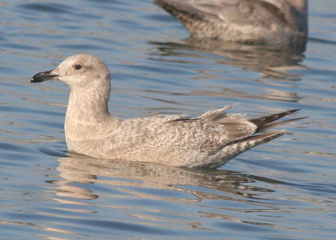 Thayer's Gull, Larus thayeri