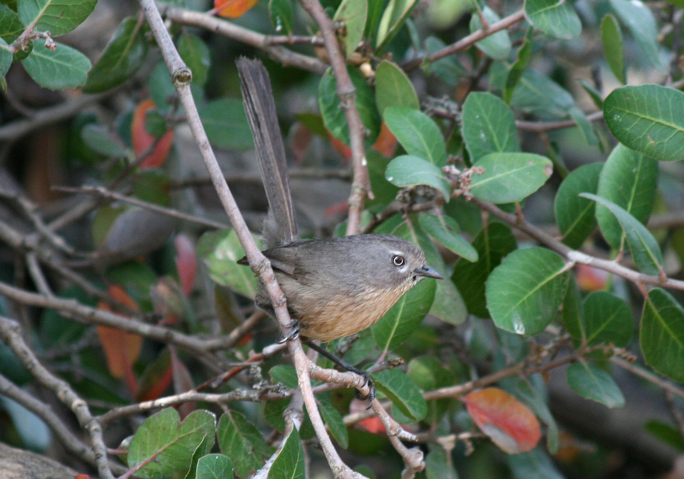 Wrentit, Chamaea fasciata