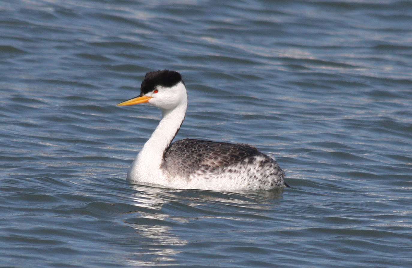 Clark's Grebe, Aechmophorus clarkii
