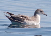 Birds of Orange County, California