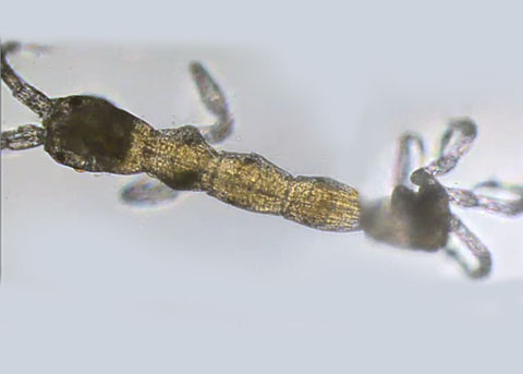 Skeleton Shrimp, Caprella mendax