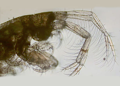 Amphipod, Jassa slatteryi