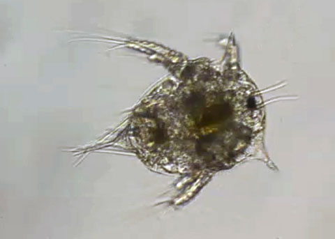 Ivory Barnacle, Amphibalanus eburneus
