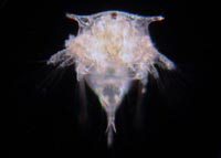 Zooplankton analysis by microscopy and molecular biology