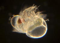 Crustacea