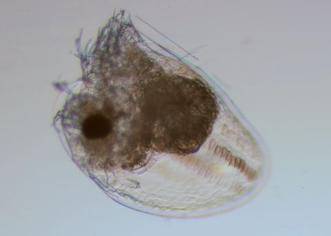 Pseudevadne tergestina