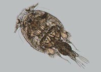 Crustacea