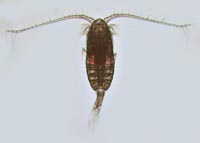 Crustacea