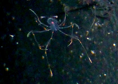 California Spiny Lobster, Panulirus interruptus