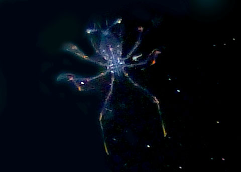 California Spiny Lobster, Panulirus interruptus