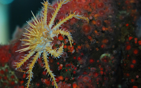 Rathbun's King Crab, Paralithodes rathbuni